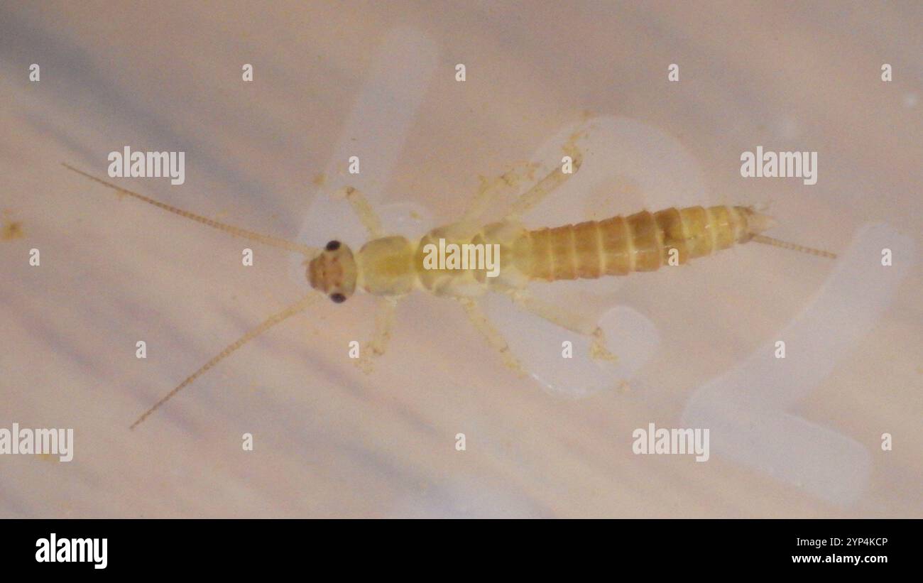 Small Winter Stoneflies (Capniidae Stock Photo - Alamy