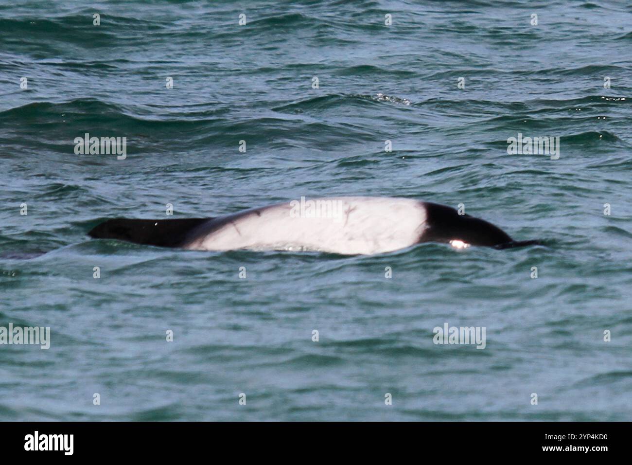 Commerson's Dolphin (Cephalorhynchus commersonii Stock Photo - Alamy