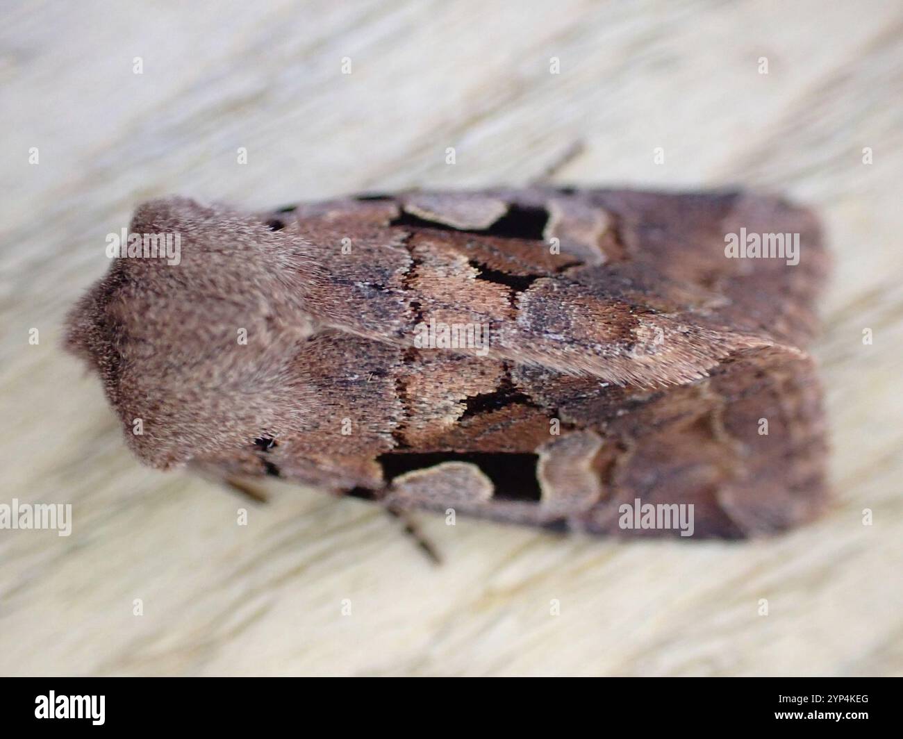 Hebrew Character (Orthosia gothica Stock Photo - Alamy