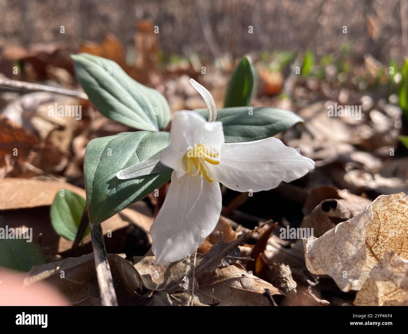 snow trillium (Trillium nivale Stock Photo - Alamy