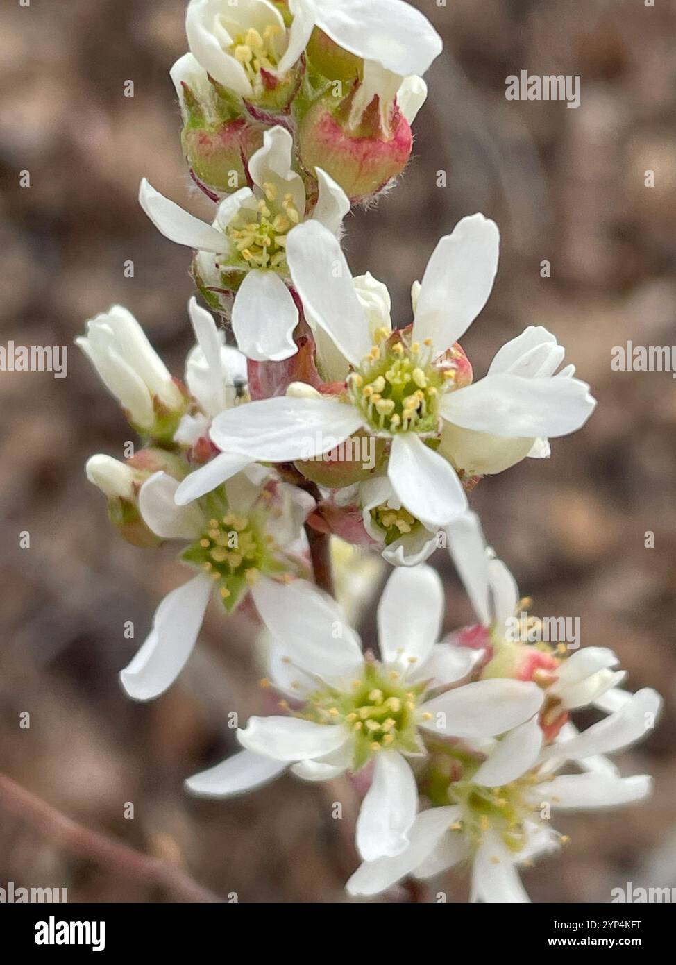 Running Serviceberry (Amelanchier stolonifera Stock Photo - Alamy