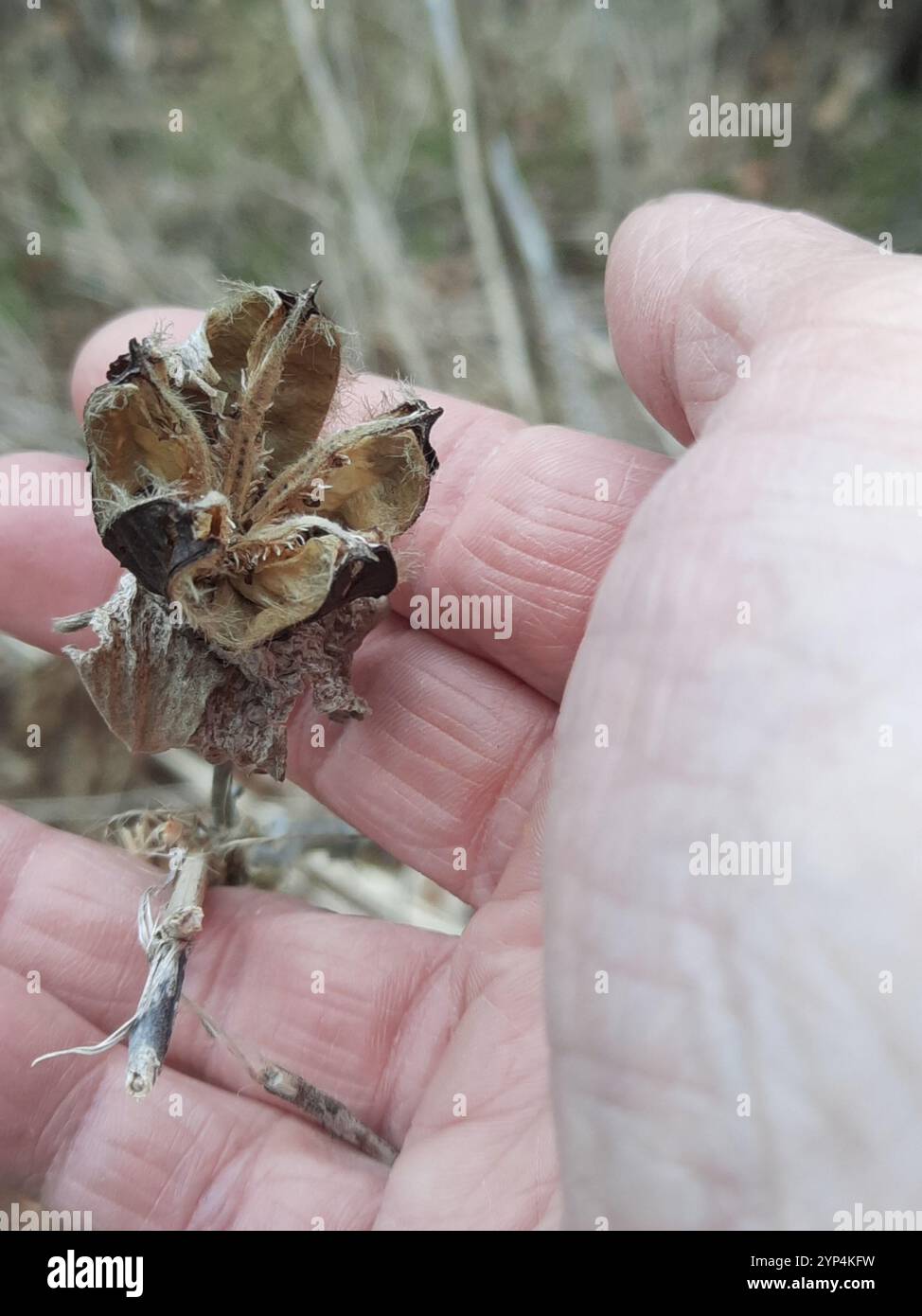 swamp rose mallow (Hibiscus moscheutos Stock Photo - Alamy