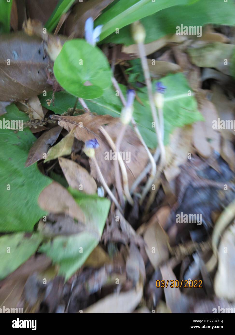 one-flowered cancer-root (Aphyllon uniflorum Stock Photo - Alamy