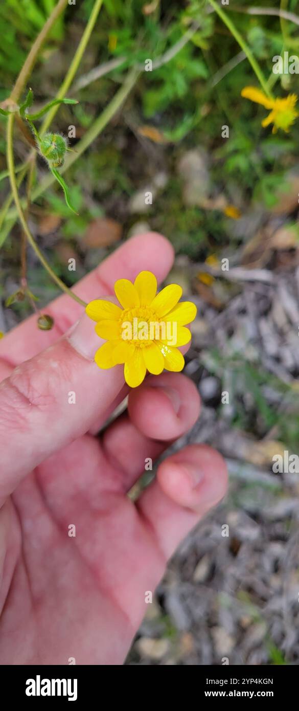 California buttercup (Ranunculus californicus Stock Photo - Alamy