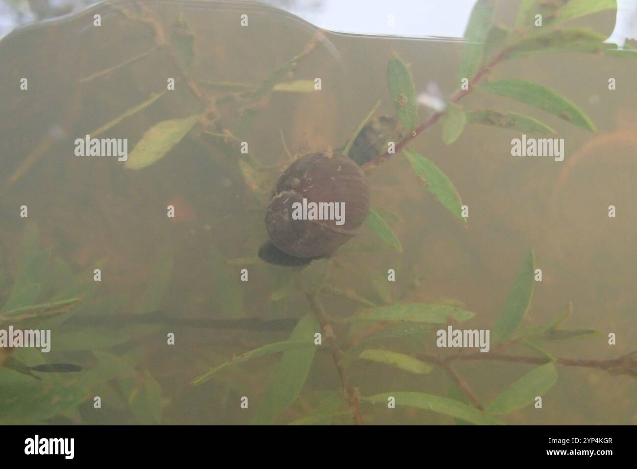Pond Snails, Bladder Snails, and Allies (Lymnaeoidea Stock Photo - Alamy