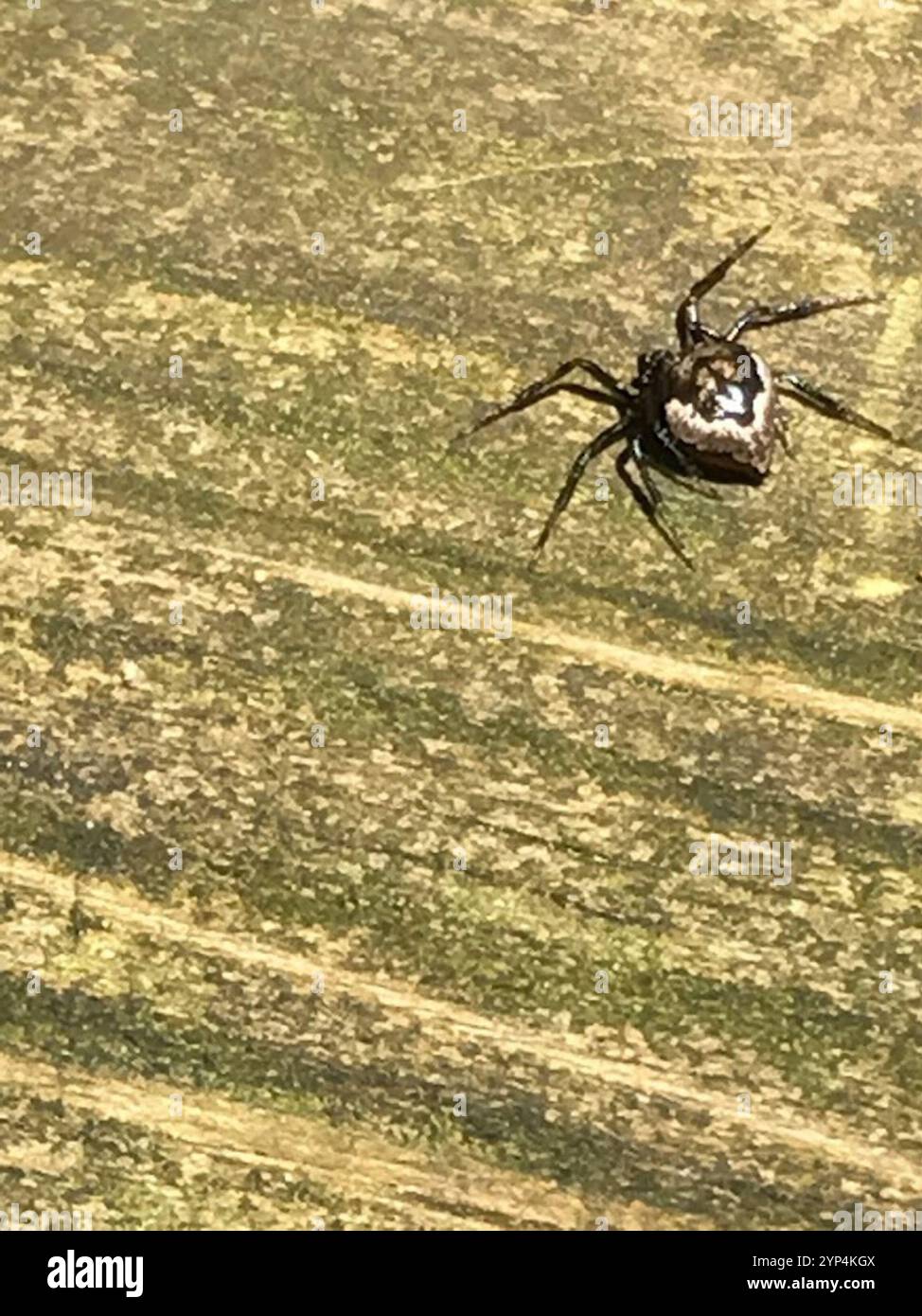 Ant-eating Spiders (Euryopis Stock Photo - Alamy