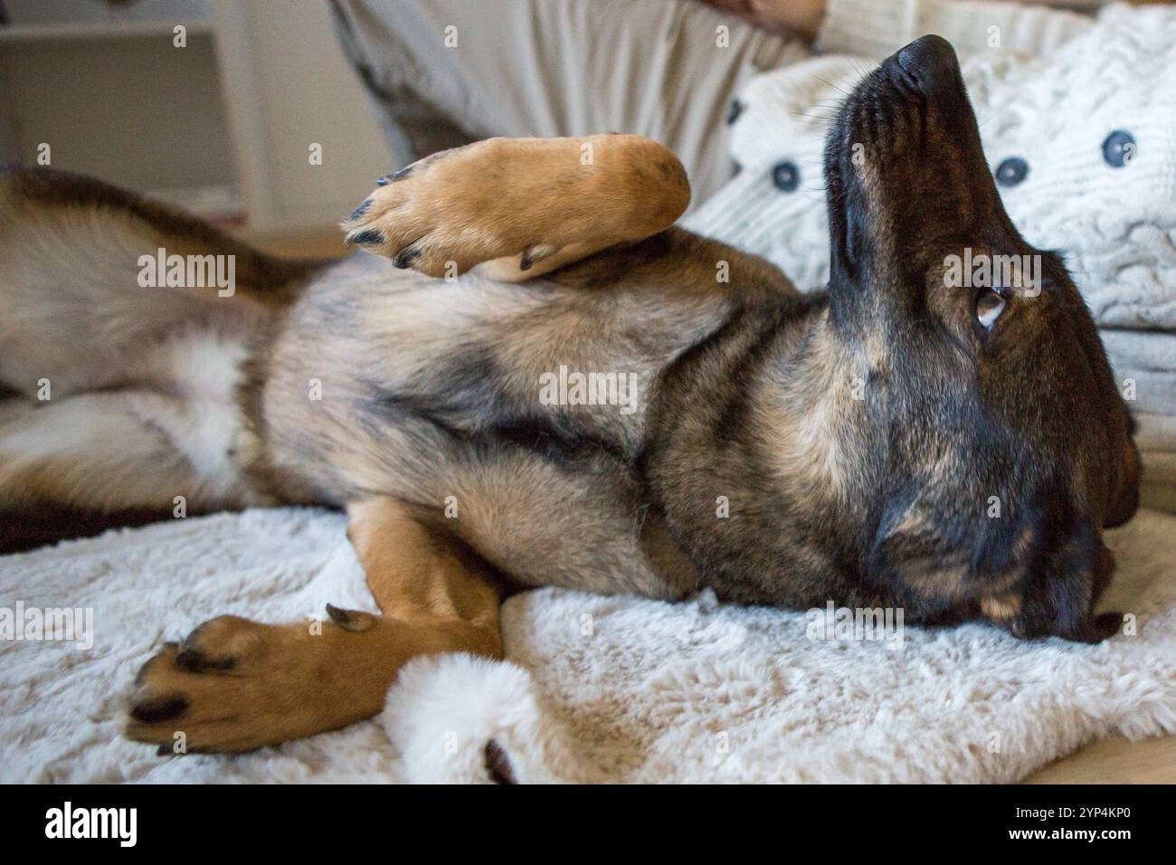 Der treue hund hi-res stock photography and images - Alamy