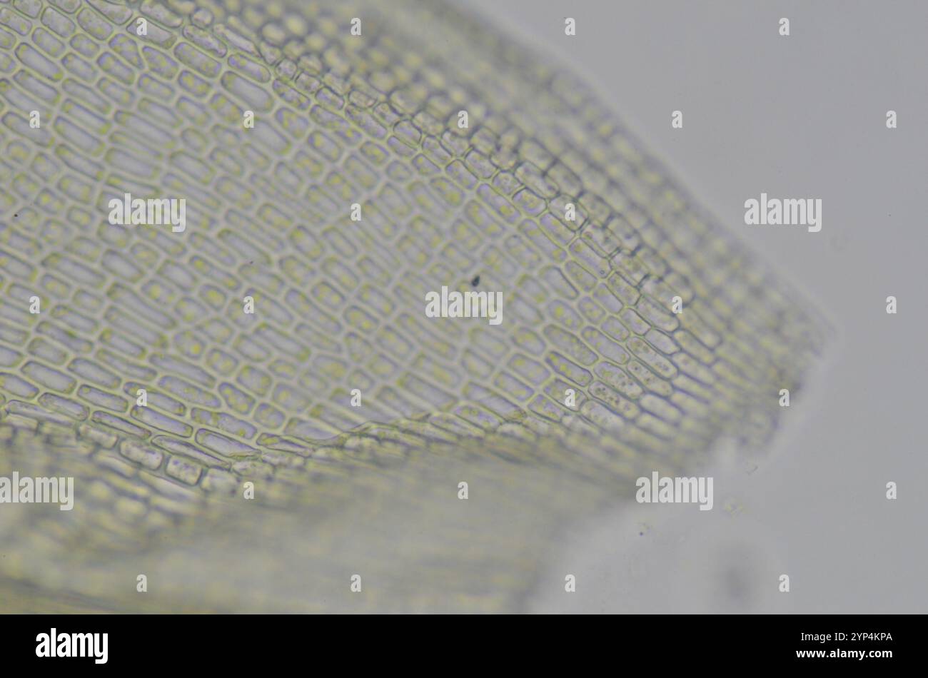 Bird's-Claw Beard-Moss (Barbula unguiculata Stock Photo - Alamy