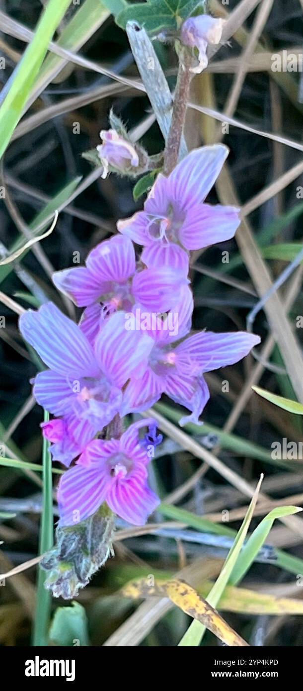 checkerbloom (Sidalcea malviflora Stock Photo - Alamy