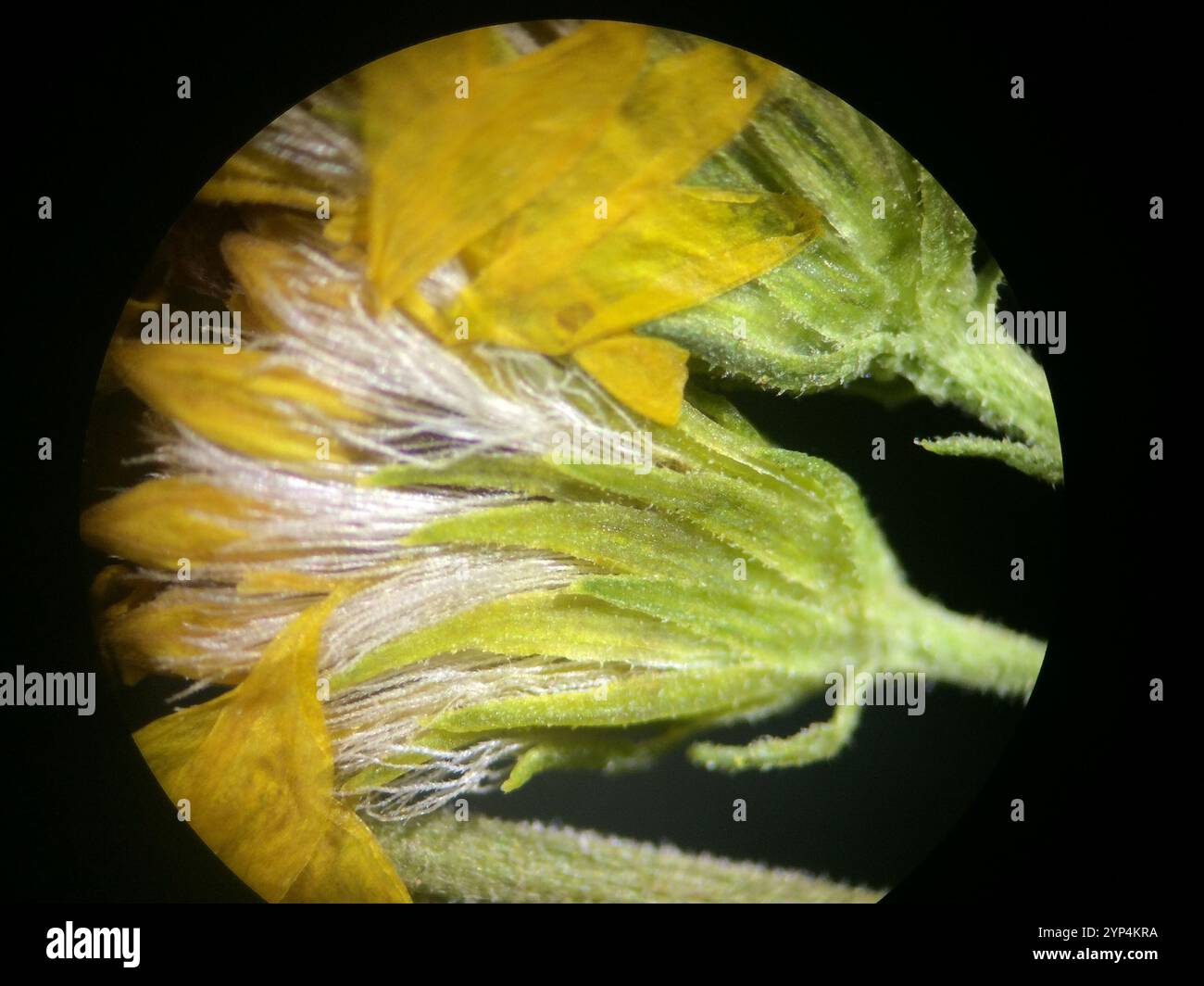 Downy Goldenrod (Solidago puberula Stock Photo - Alamy