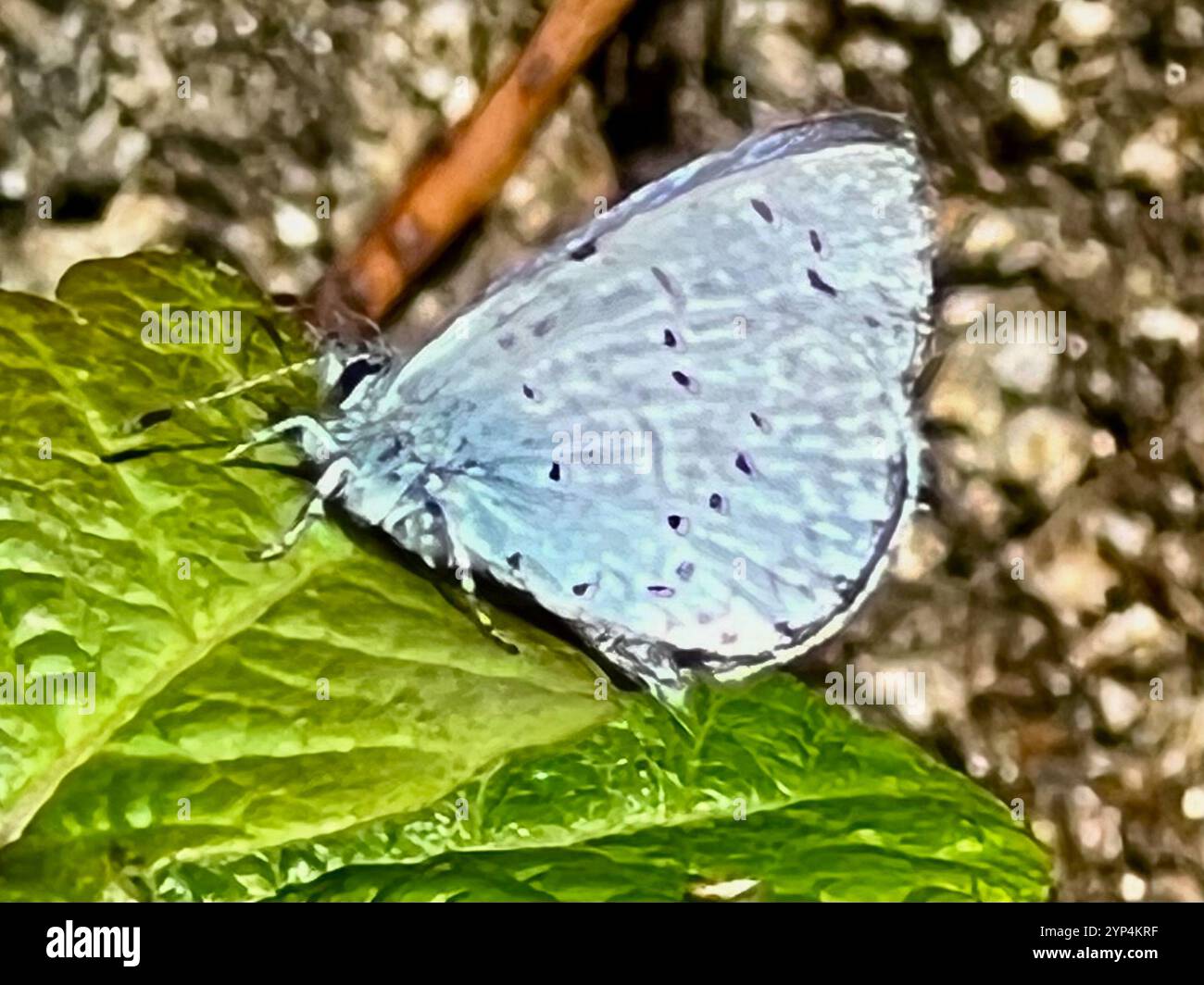 Echo Azure (Celastrina echo Stock Photo - Alamy