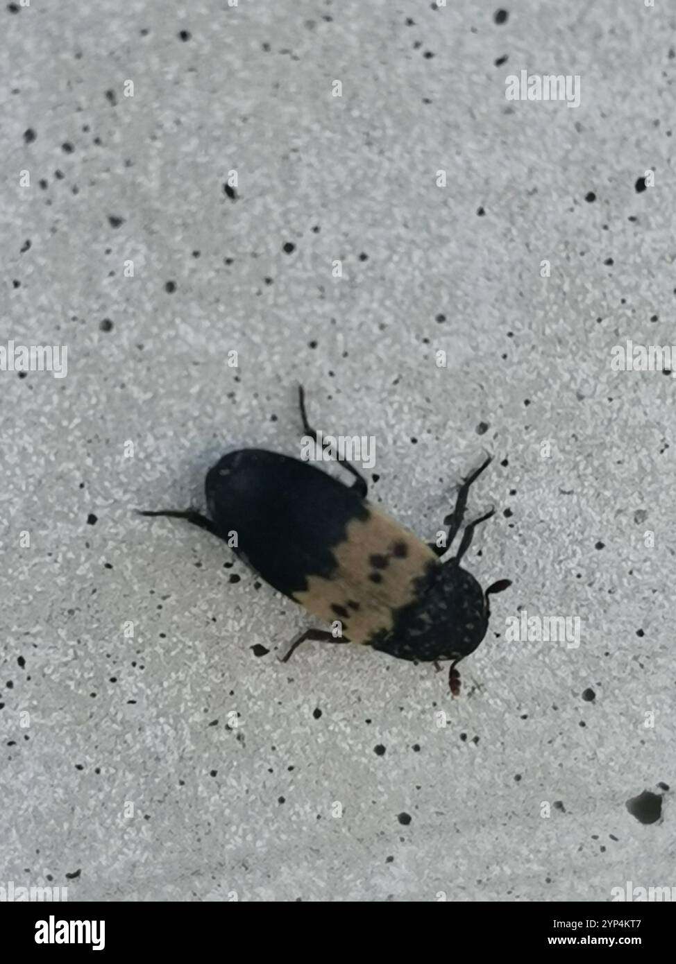 Larder Beetle (Dermestes lardarius Stock Photo - Alamy