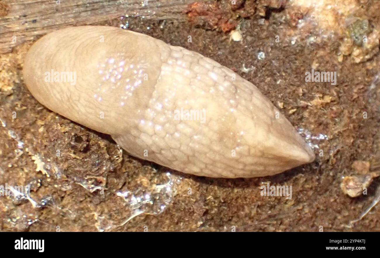 Milky Slug (Deroceras reticulatum Stock Photo - Alamy