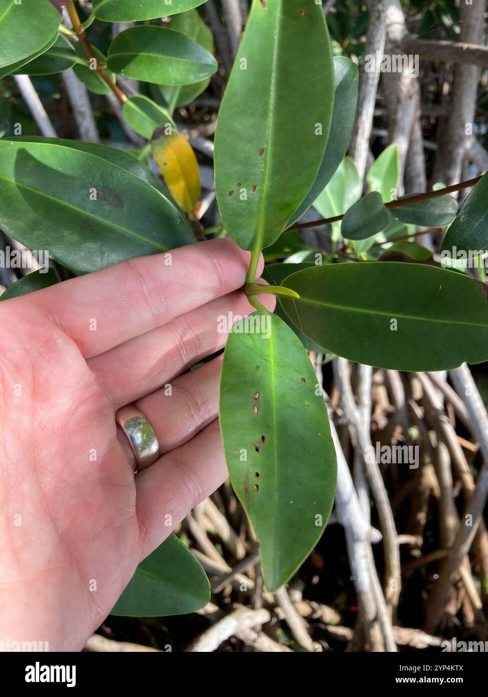 red mangrove (Rhizophora mangle Stock Photo - Alamy