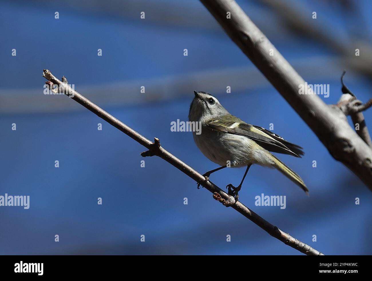 Golden-crowned Kinglet (Regulus satrapa Stock Photo - Alamy