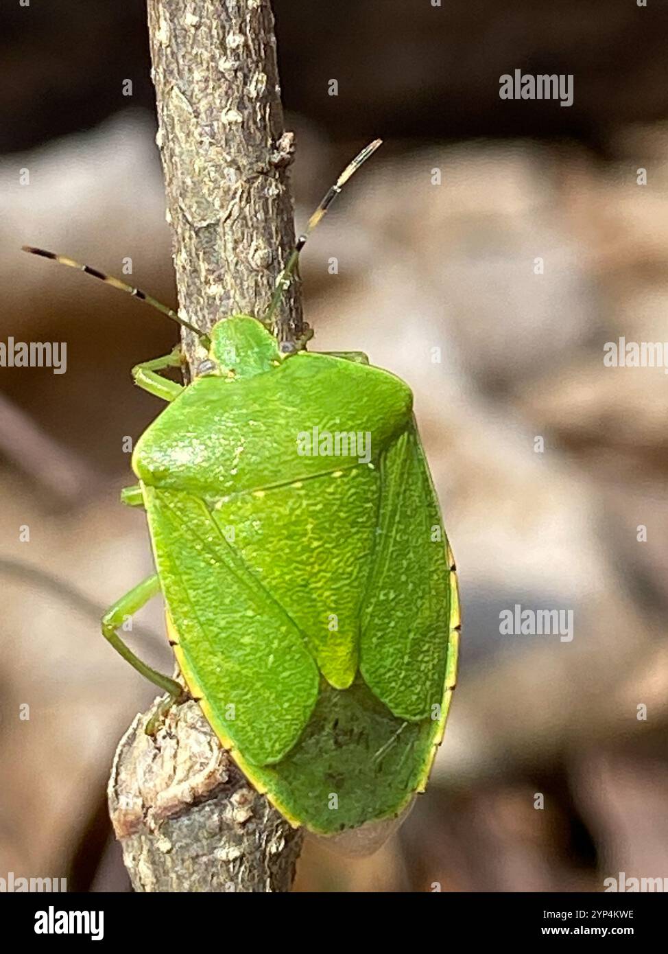 Green Stink Bug (Chinavia hilaris Stock Photo - Alamy