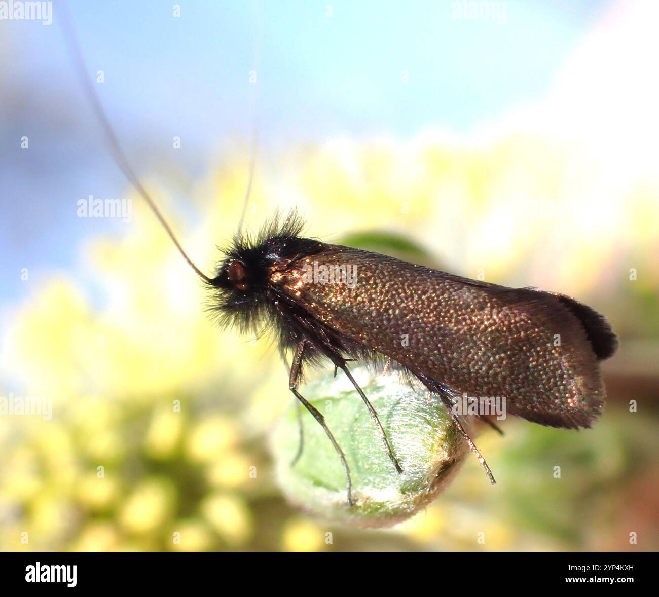 Early Longhorn (Adela cuprella Stock Photo - Alamy