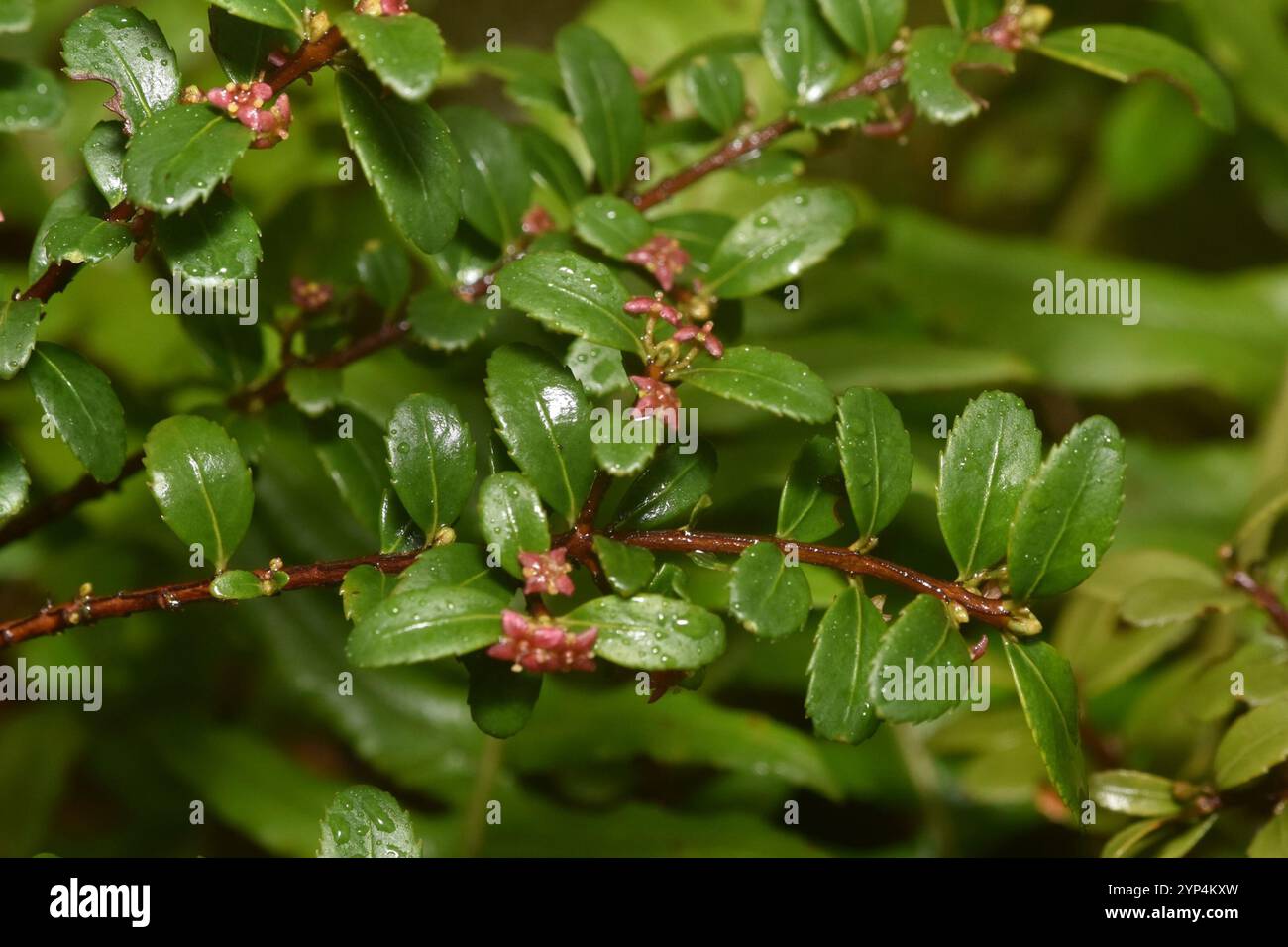 Oregon Boxwood (Paxistima myrsinites Stock Photo - Alamy
