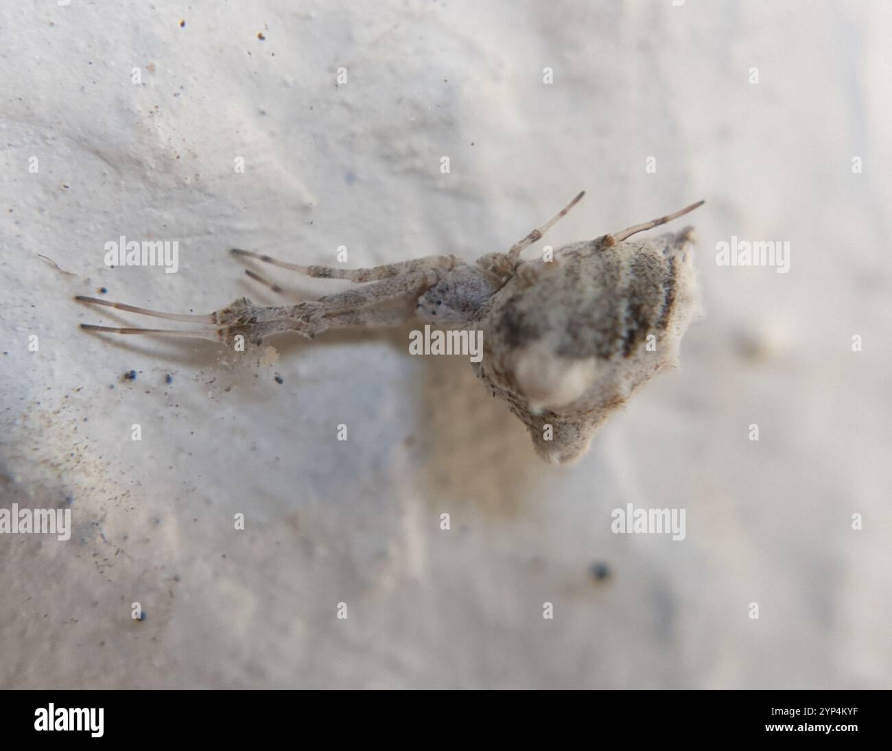 Feather-legged Spiders (Uloborus Stock Photo - Alamy