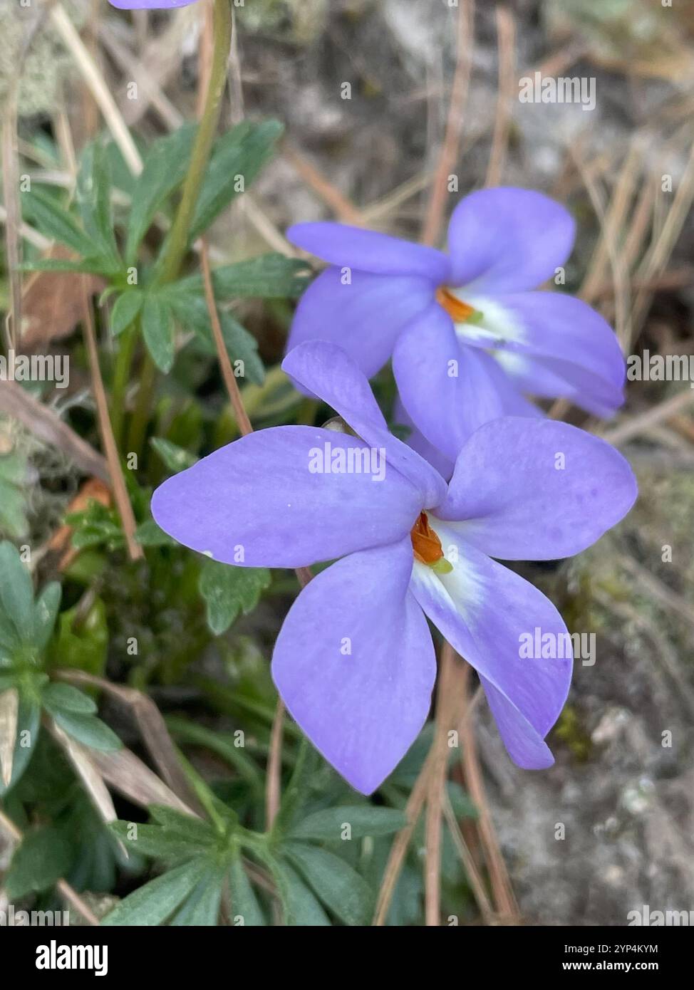 bird's foot violet (Viola pedata Stock Photo - Alamy