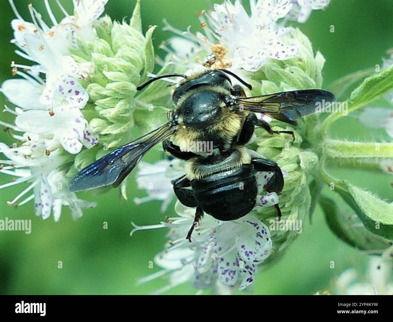 Carpenter-mimic Leafcutter Bee (Megachile xylocopoides Stock Photo - Alamy