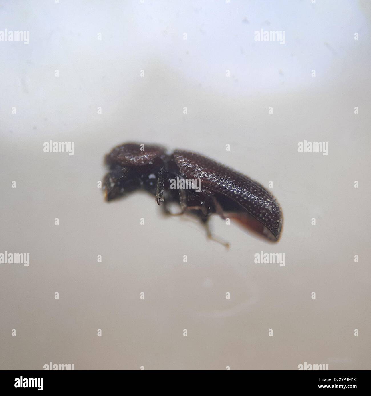 Rhyzopertha dominica hi-res stock photography and images - Alamy