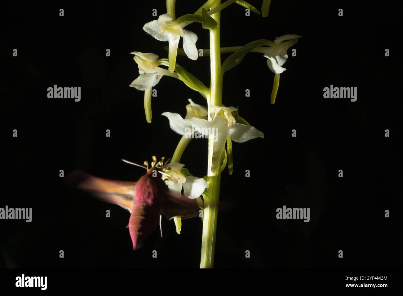 Small elephant hawk-moth (Deilephila porcellus) nectaring on greater ...