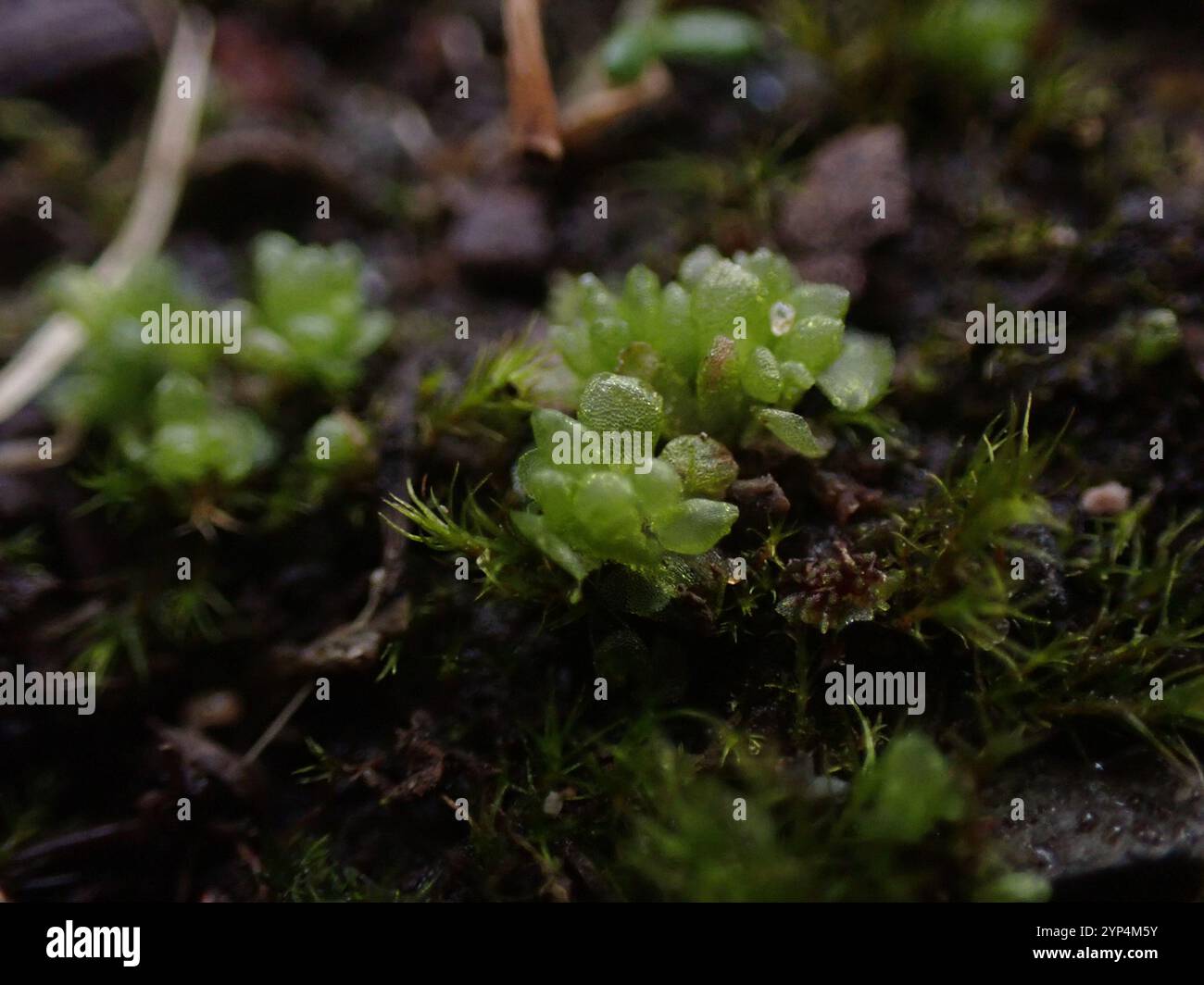 Texas Balloonwort (Sphaerocarpos texanus Stock Photo - Alamy
