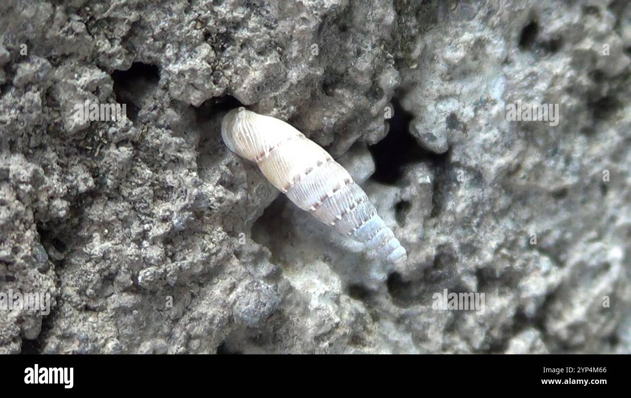 Cliveden Snail (Papillifera papillaris Stock Photo - Alamy