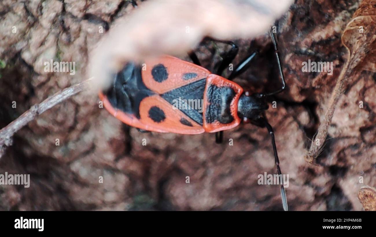 European Firebug (Pyrrhocoris apterus Stock Photo - Alamy