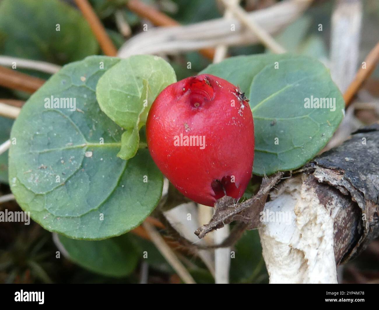 partridgeberry (Mitchella repens Stock Photo - Alamy