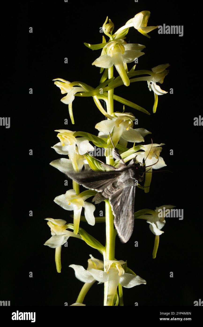 The shark moth (Cucullia umbratica) nectaring on Greater Butterfly ...