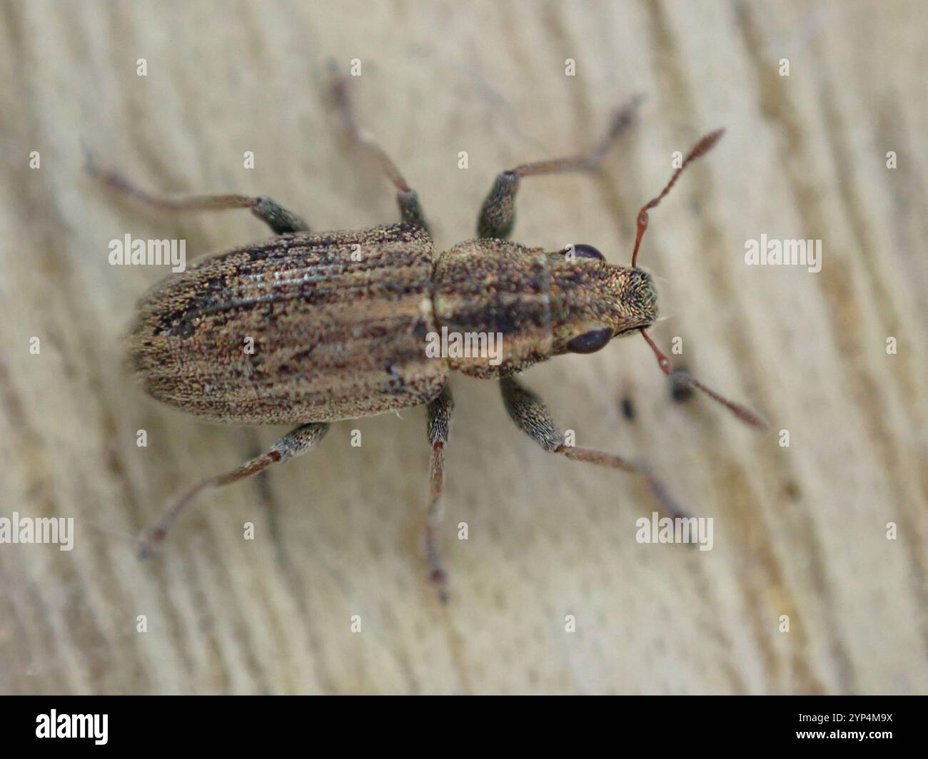 Pea Weevil (Sitona lineatus Stock Photo - Alamy