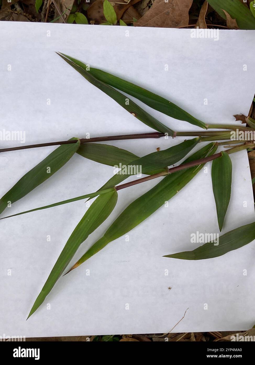 variable witchgrass (Dichanthelium commutatum Stock Photo - Alamy