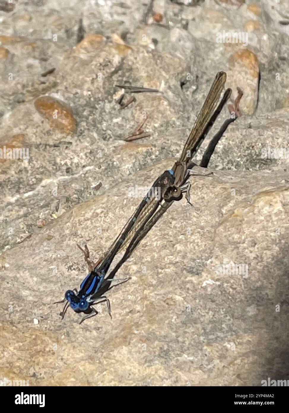 Blue-ringed Dancer (Argia sedula Stock Photo - Alamy