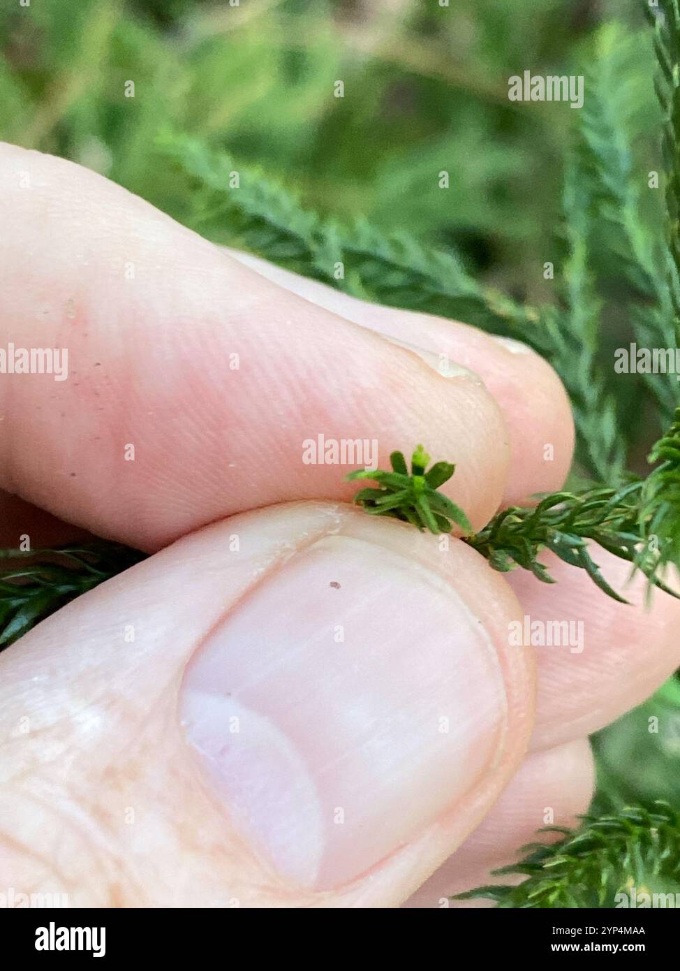 flat-branched tree-clubmoss (Dendrolycopodium obscurum Stock Photo - Alamy
