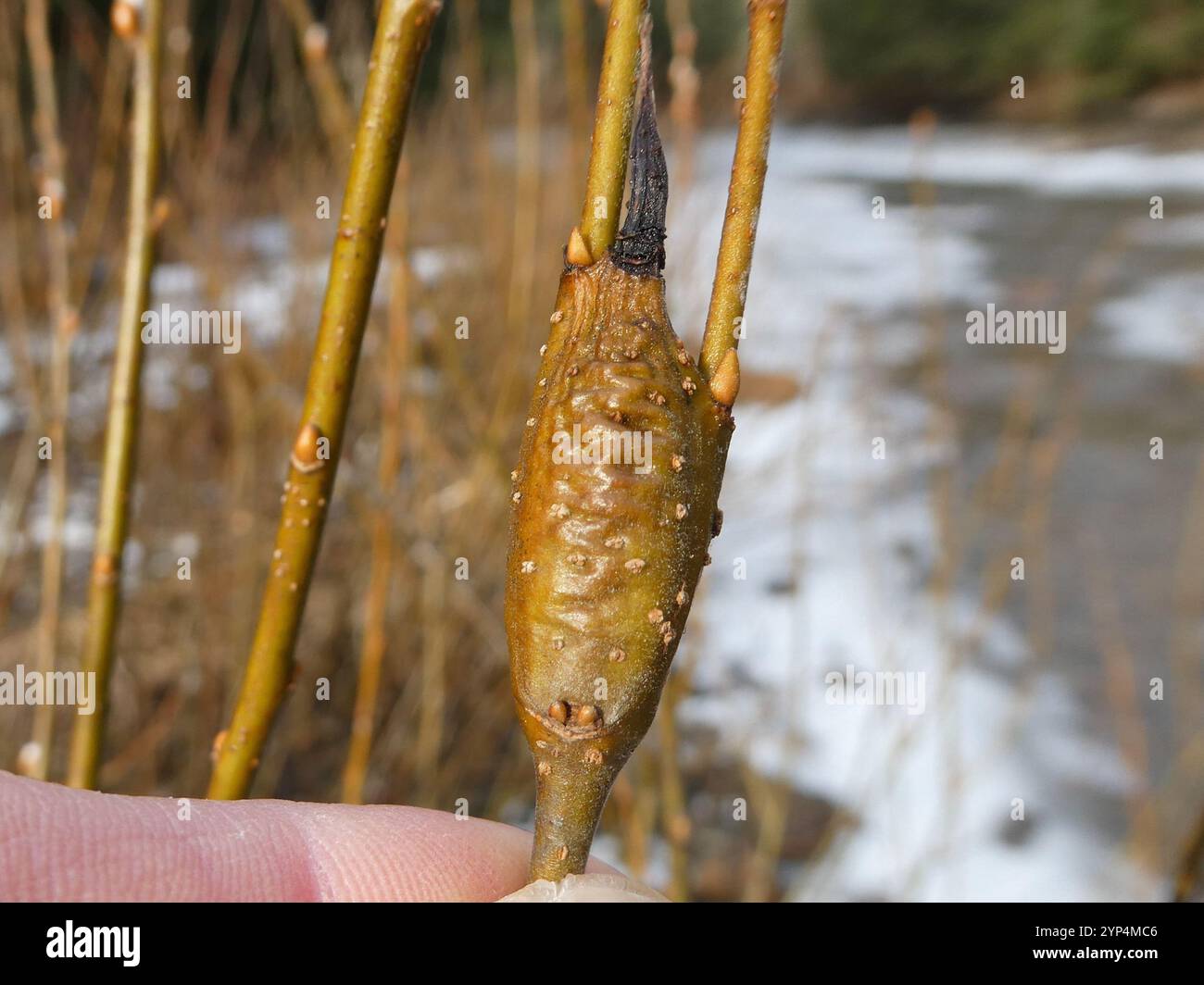 willow beaked-gall midge (Rabdophaga rigidae Stock Photo - Alamy