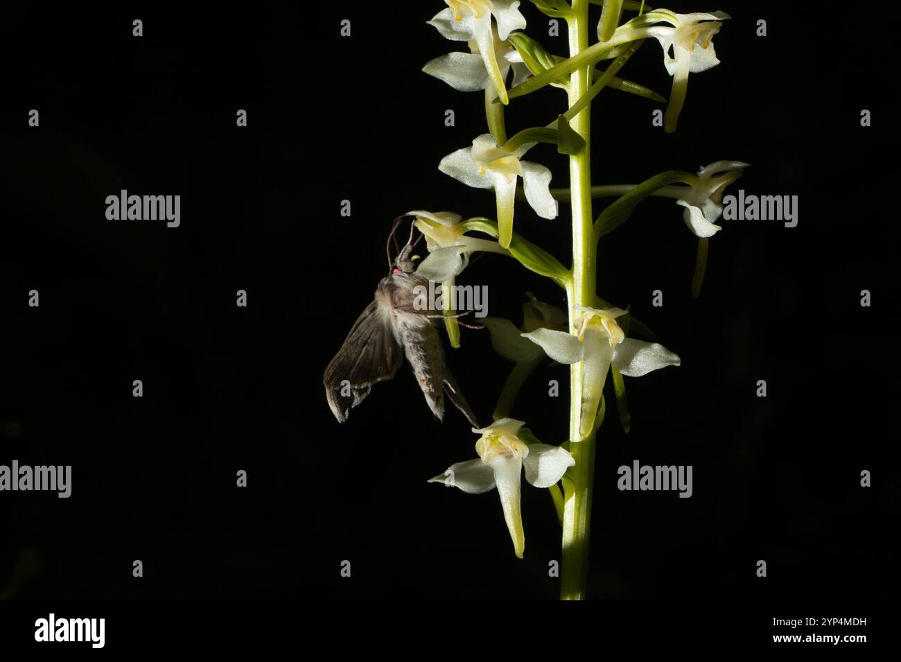 The shark moth (Cucullia umbratica) nectaring on Greater Butterfly ...