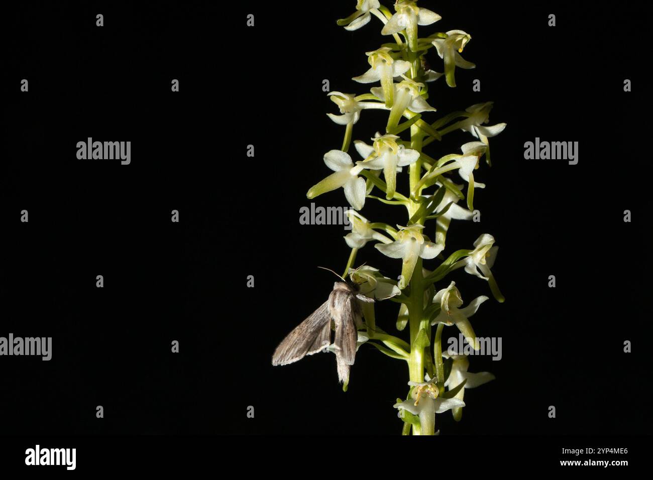 The shark moth (Cucullia umbratica) nectaring on Greater Butterfly ...