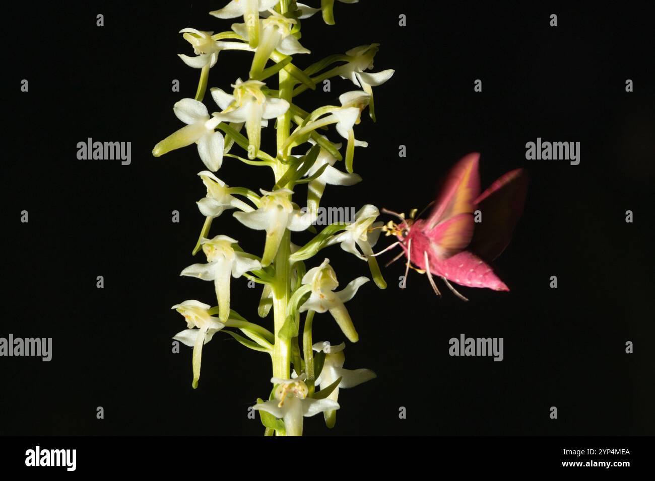 Small elephant hawk-moth (Deilephila porcellus) nectaring on greater ...