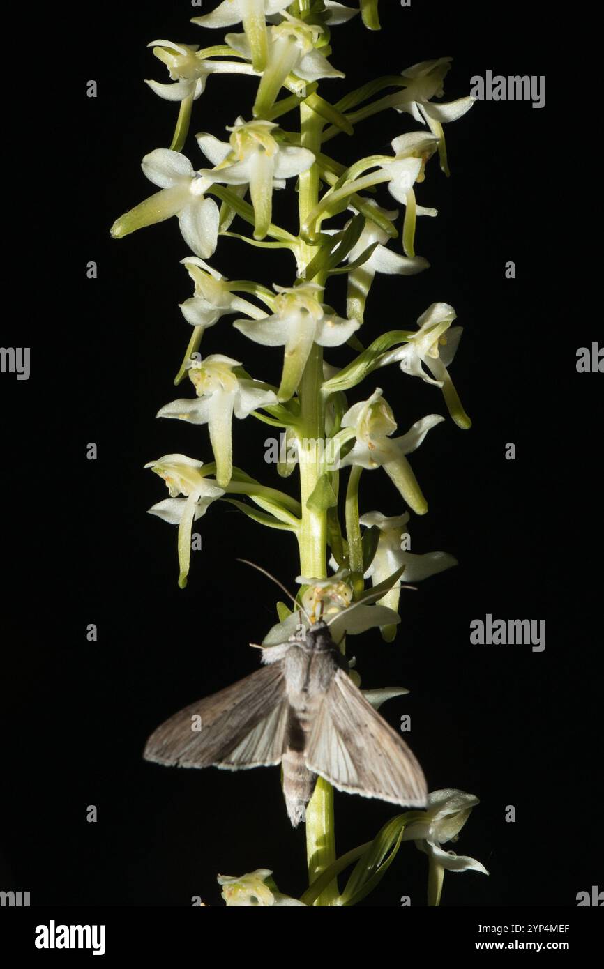 The shark moth (Cucullia umbratica) nectaring on Greater Butterfly ...
