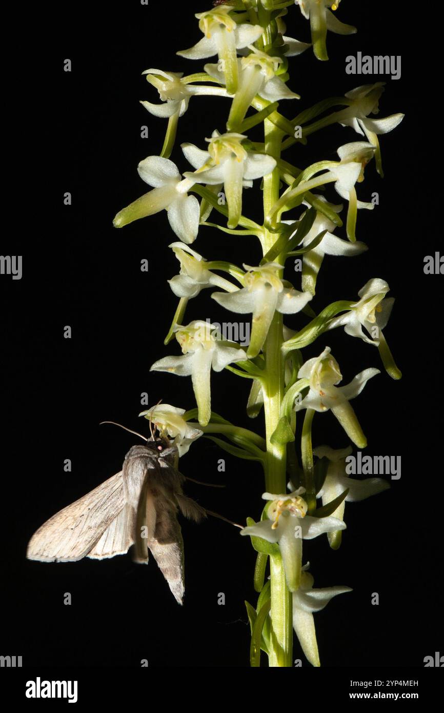 The shark moth (Cucullia umbratica) nectaring on Greater Butterfly ...
