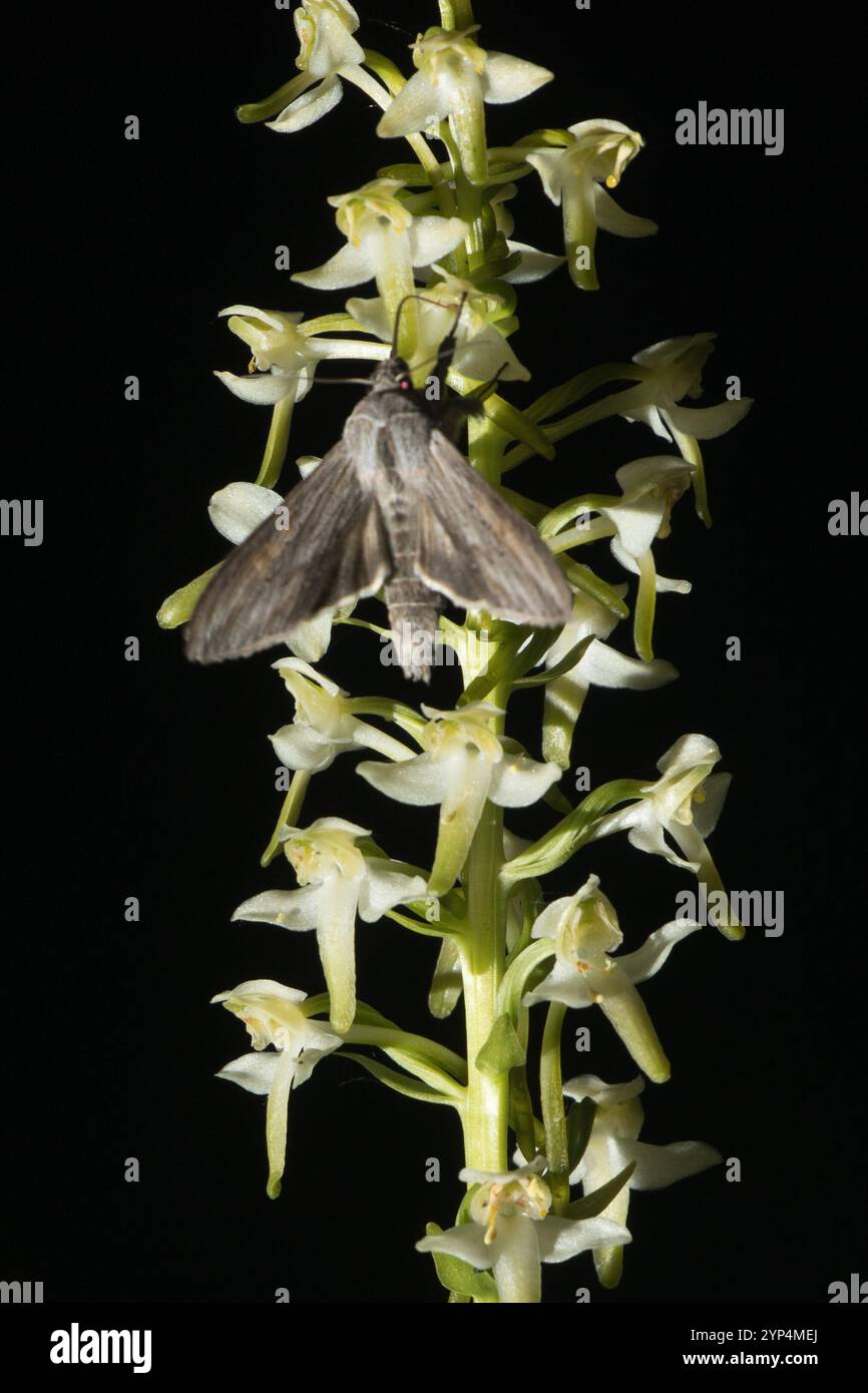 The shark moth (Cucullia umbratica) nectaring on Greater Butterfly ...