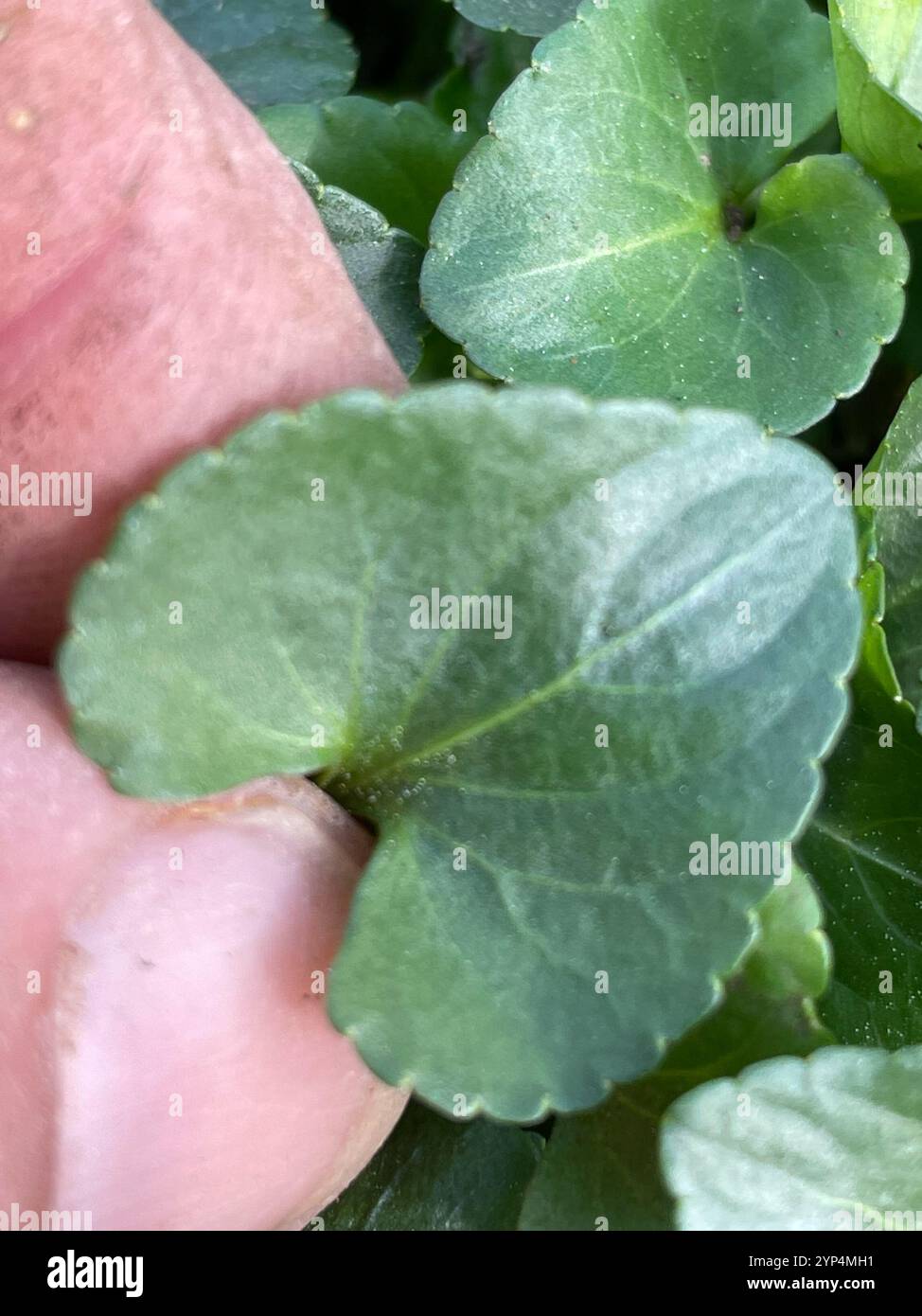 Viola arcuata hi-res stock photography and images - Alamy