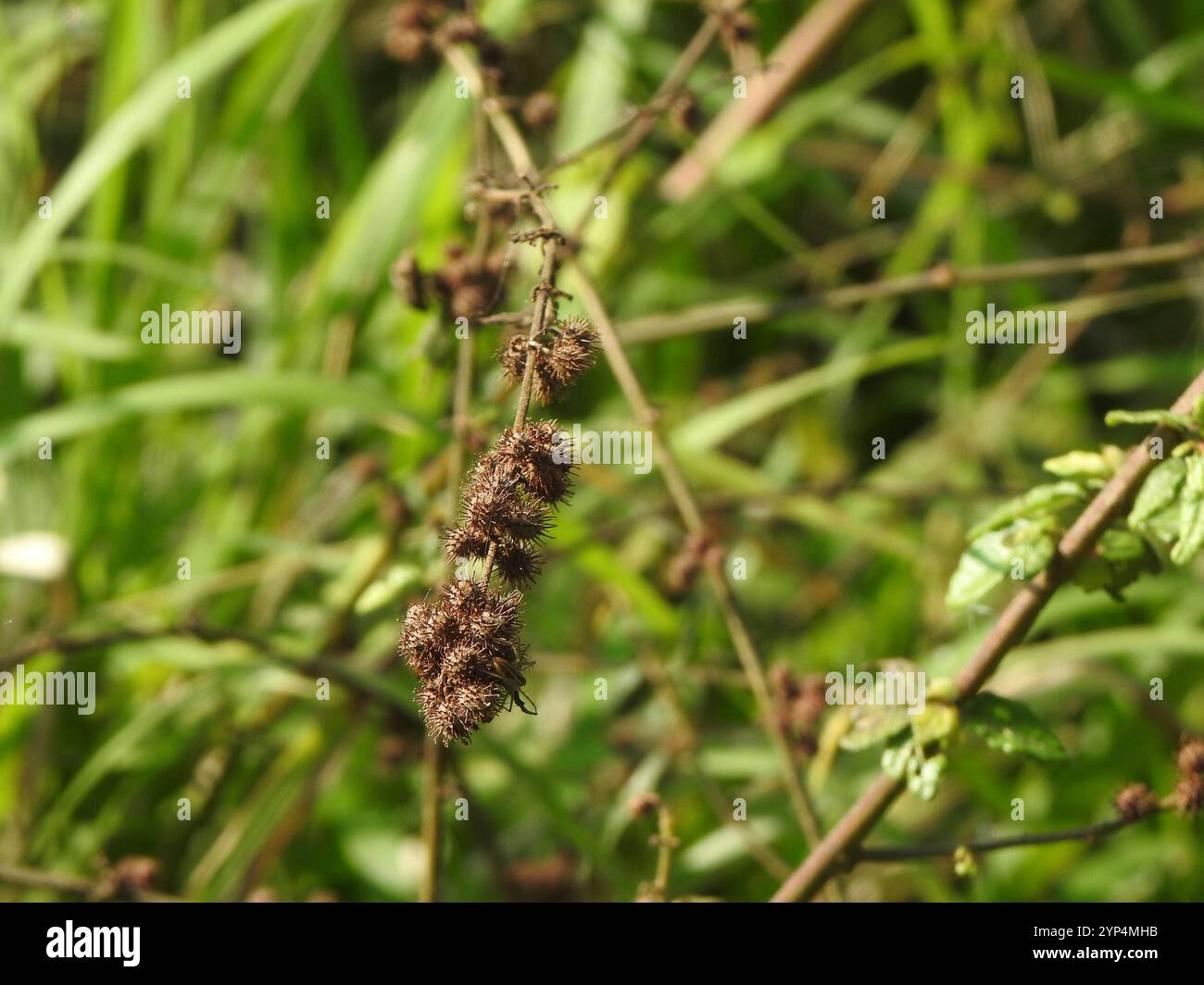 Chinese Bur (Triumfetta rhomboidea Stock Photo - Alamy