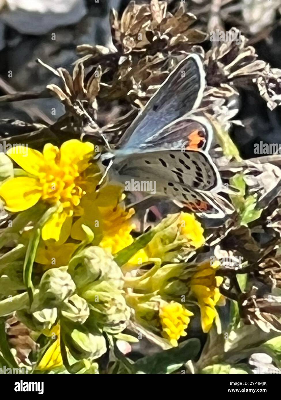 Acmon Blue (Icaricia acmon Stock Photo - Alamy