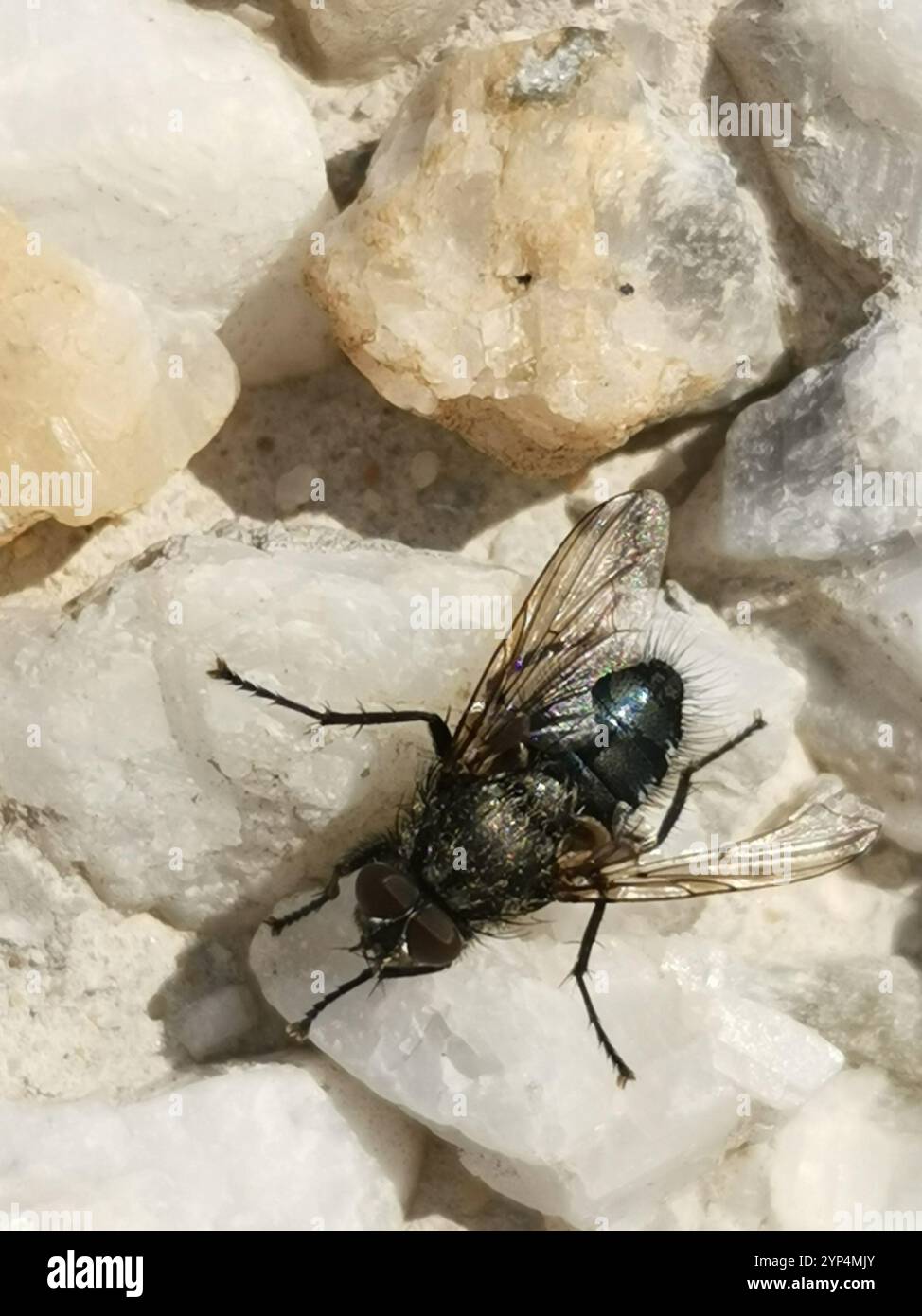 Cluster Flies (Pollenia Stock Photo - Alamy