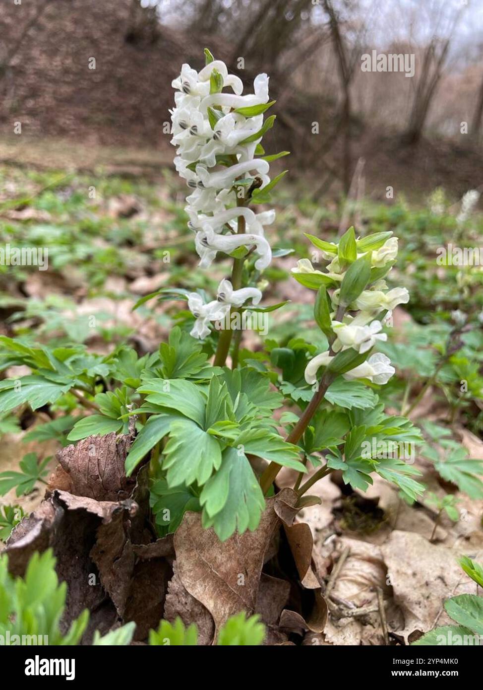Hollowroot (Corydalis cava Stock Photo - Alamy