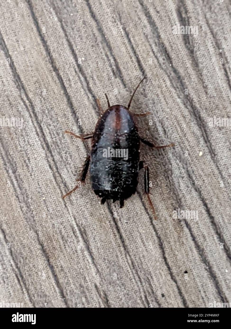 Cockroaches and Termites (Blattodea Stock Photo - Alamy