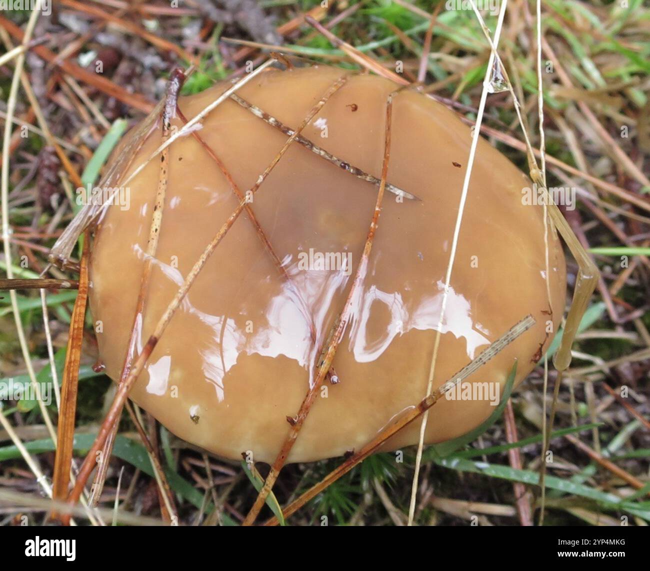 Purple-veiled Slippery Jack (Suillus luteus Stock Photo - Alamy